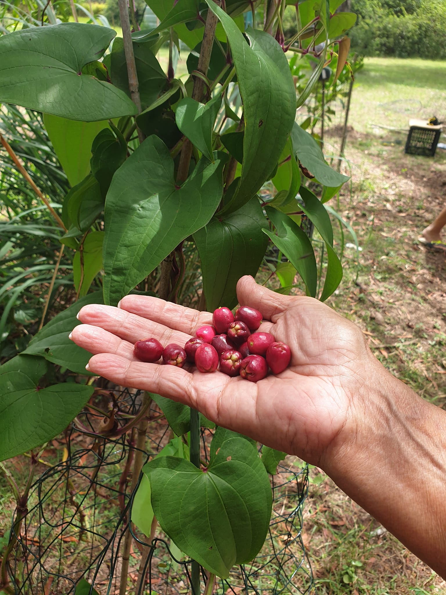 OSPAPIK - A conversation with Dr Noritta Morseu-Diop, Managing Director ...